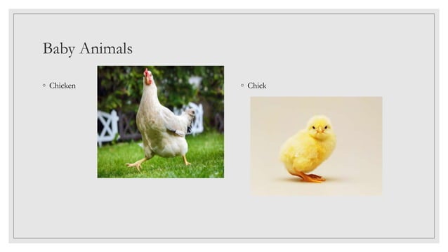 Baby and their animals ppts | PPT