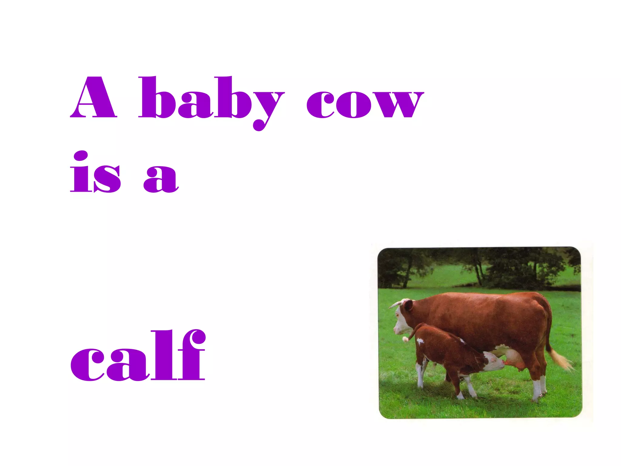 Baby animals | PPT