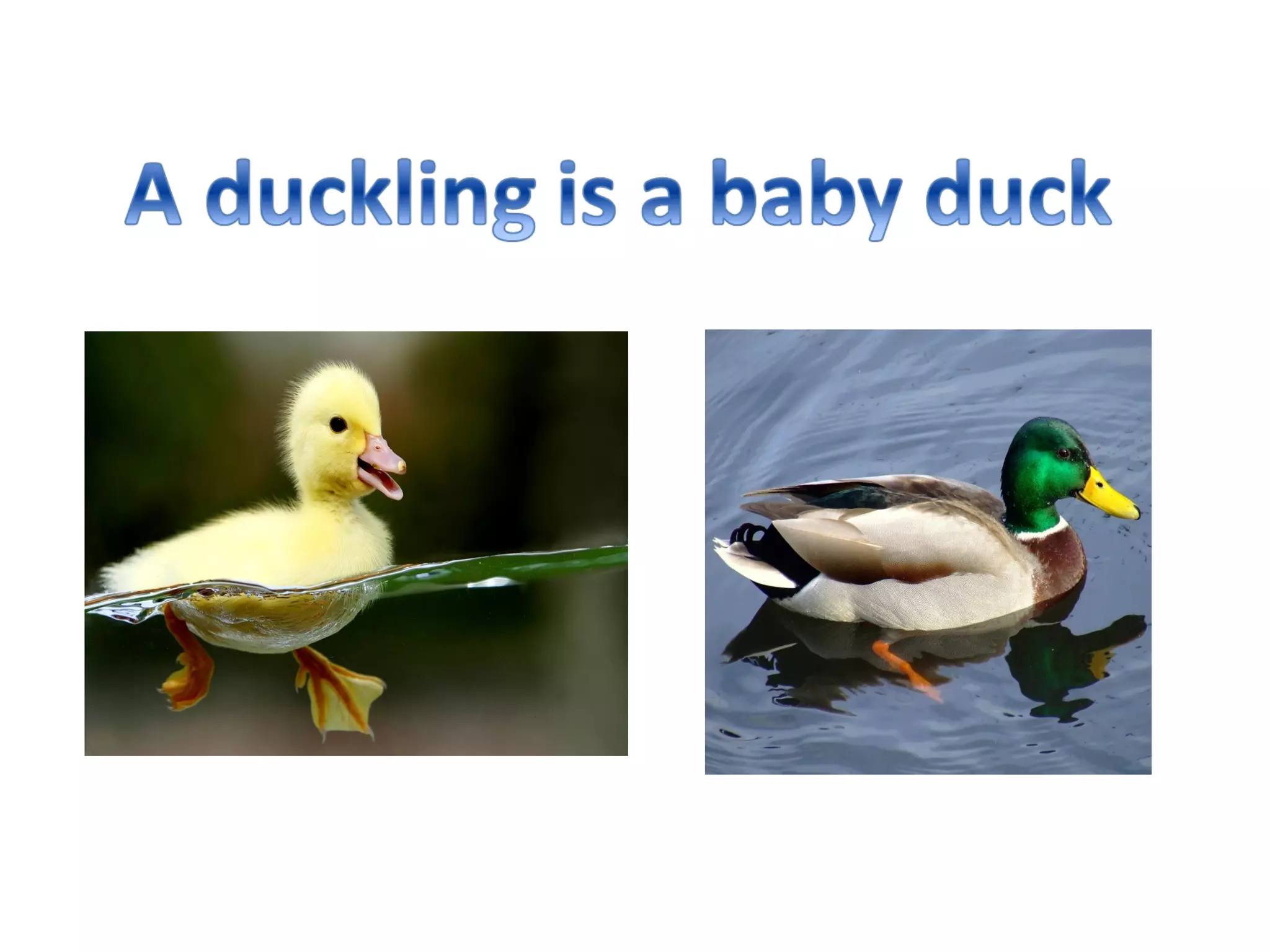 Baby animals | PPT