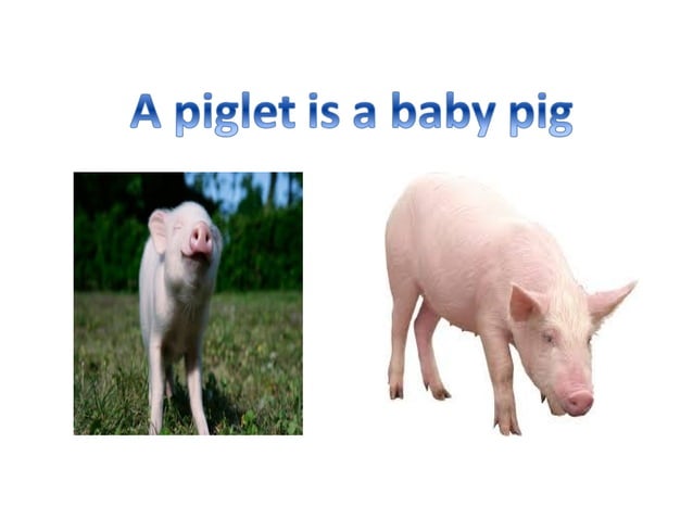 Baby animals | PPT