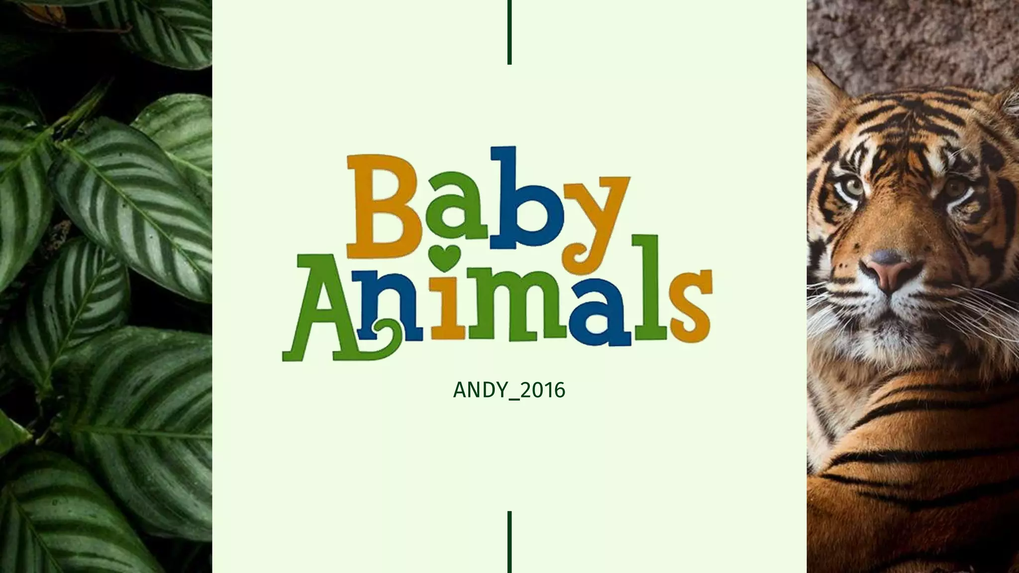 Baby Animals_Andy.pptx