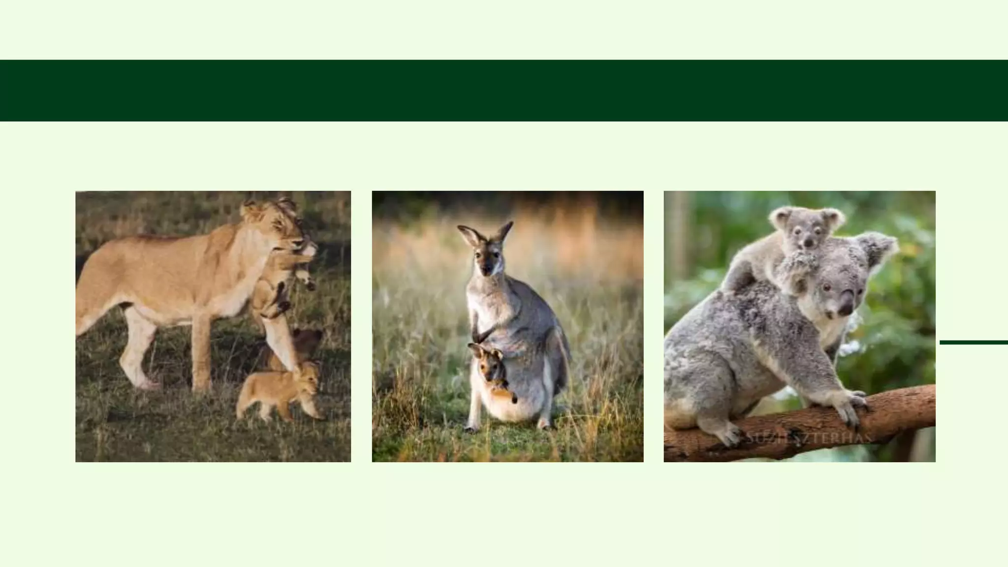 Baby Animals_Andy.pptx