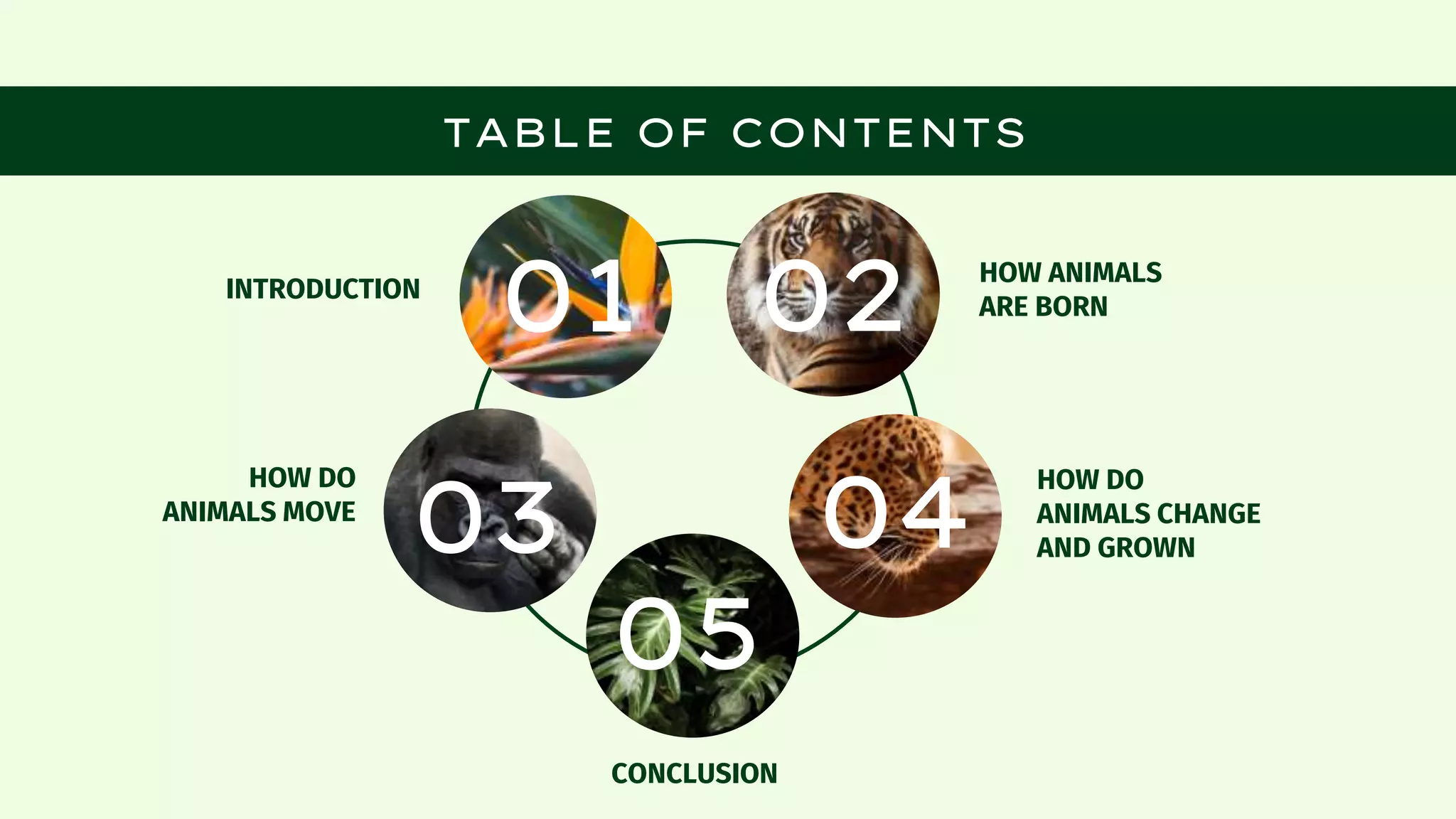 Baby Animals_Andy.pptx