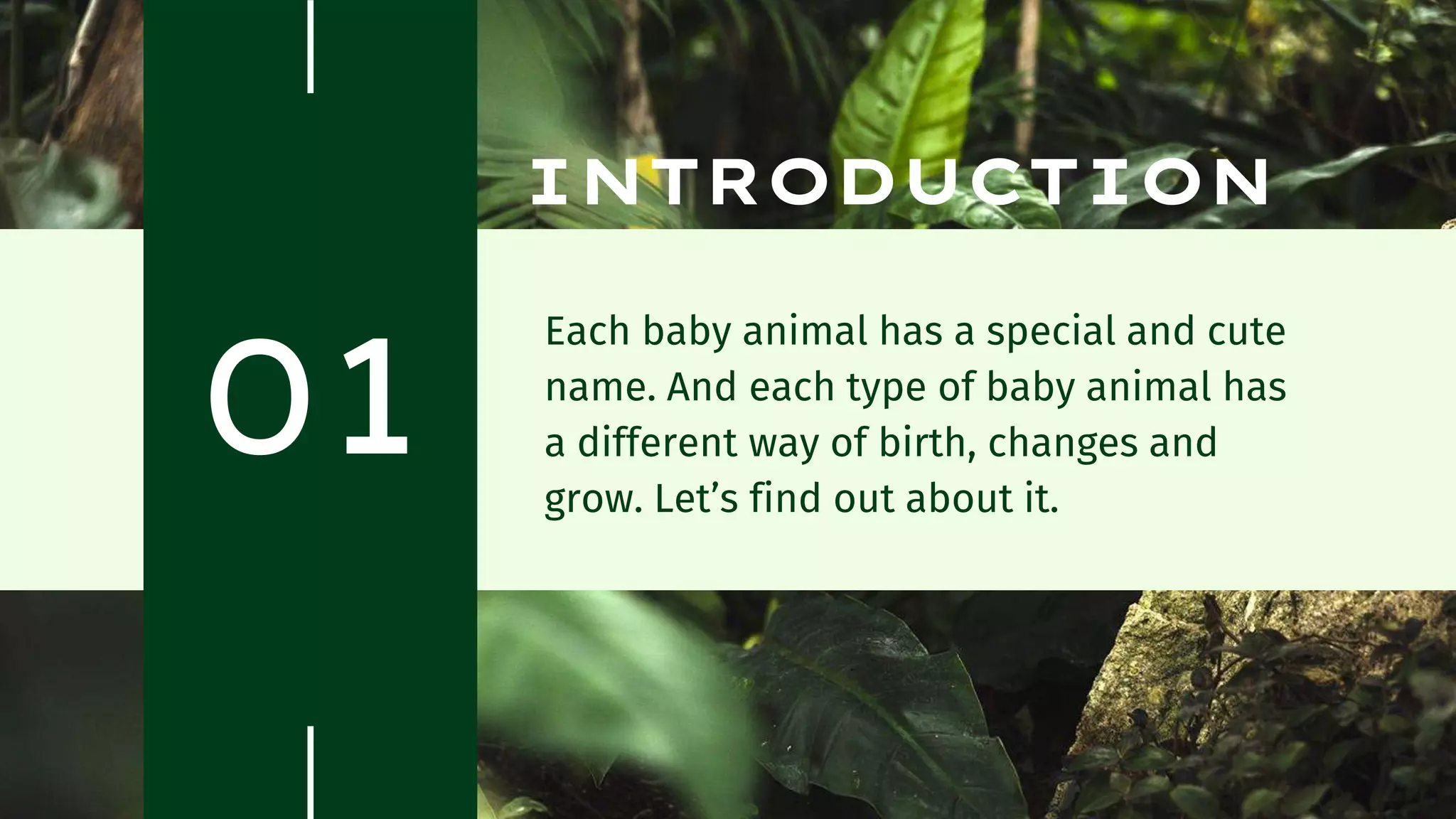 Baby Animals_Andy.pptx