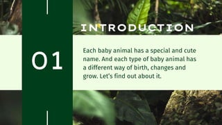 Baby Animals_Andy.pptx