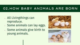 Baby Animals_Andy.pptx
