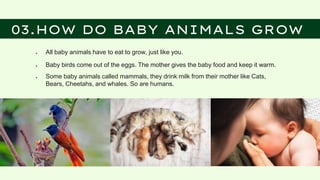 Baby Animals_Andy.pptx
