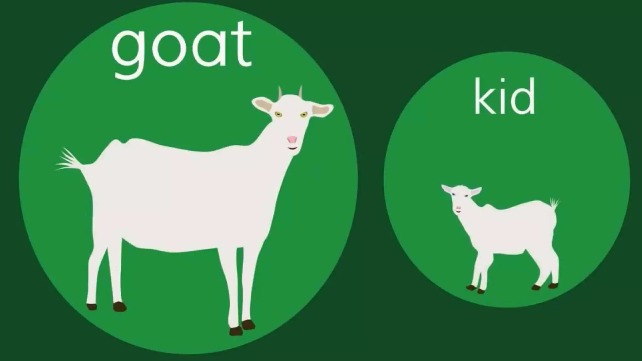 Baby animals song | PPT