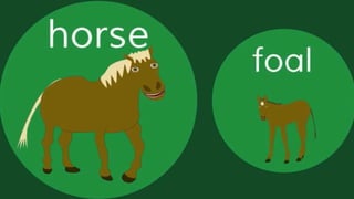 Baby animals song | PPT