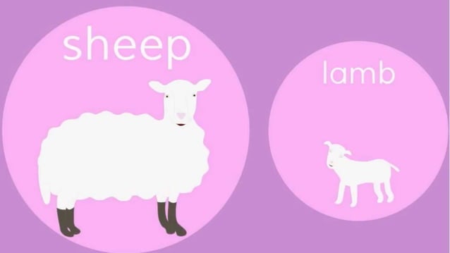 Baby animals song | PPT