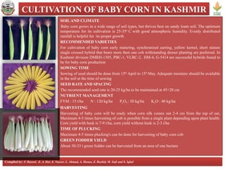 The Baby corn impact on food and future | PPTX