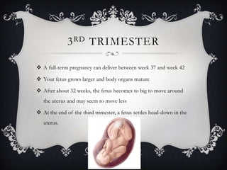 Baby development | PPT