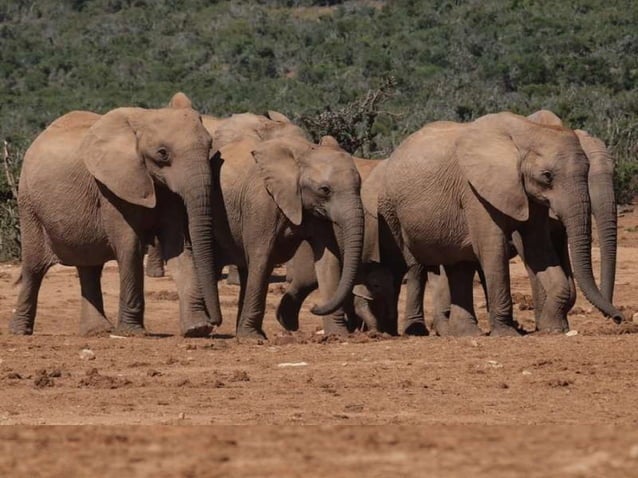 Baby Elephant Walk | PPS | Music | Entertainment