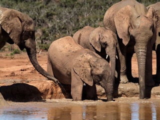 Baby Elephant Walk | PPS | Music | Entertainment