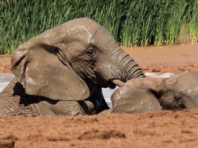 Baby Elephant Walk | PPT