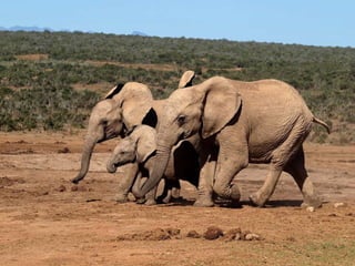 Baby Elephant Walk | PPS | Music | Entertainment