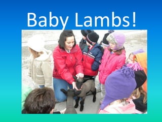 Baby Lambs | PPTX
