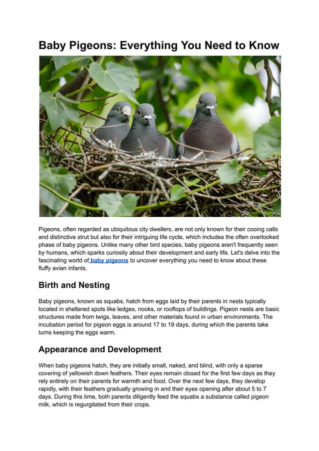 Baby Pigeons_ Everything You Need to Know.pdf