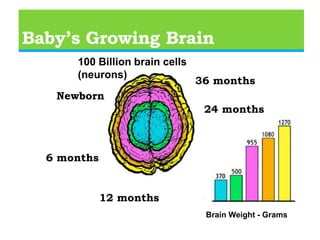 Baby’s brain development and literacy | PPTX