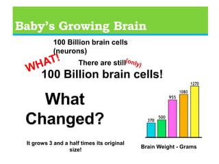 Baby’s brain development and literacy | PPTX