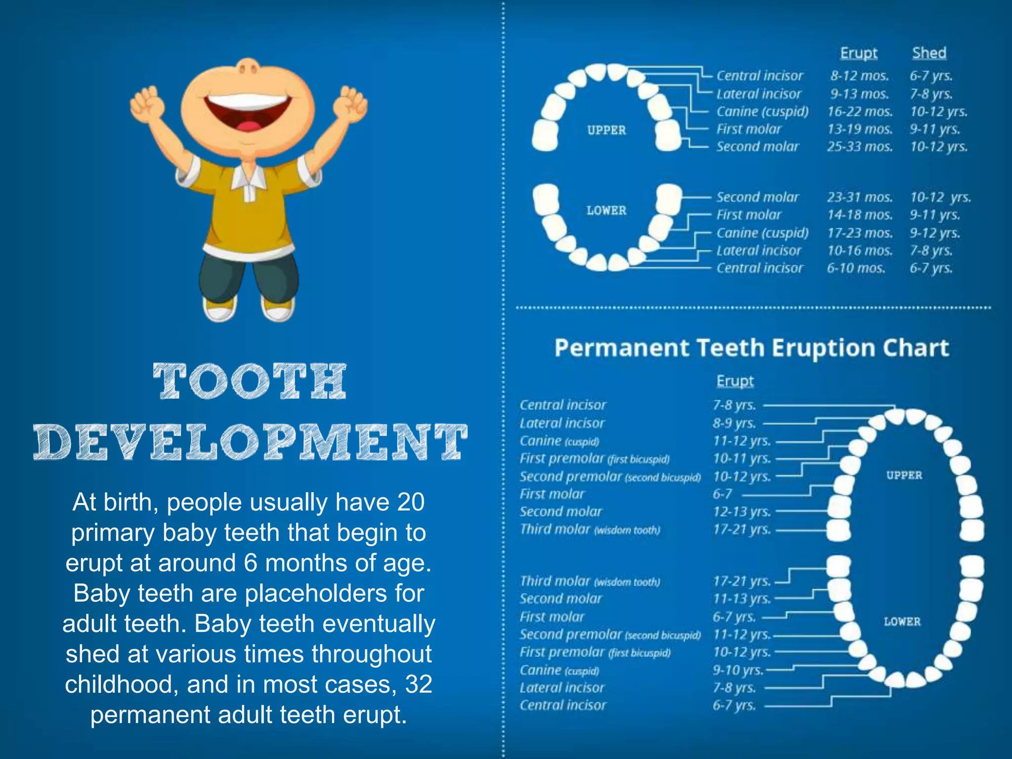Baby teeth and adult teeth. what's the difference | PDF