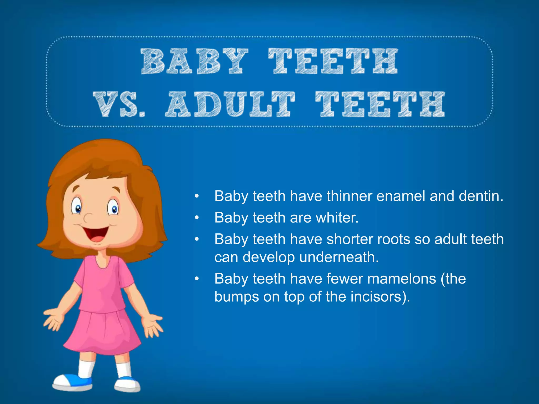 Baby teeth and adult teeth. what's the difference | PDF