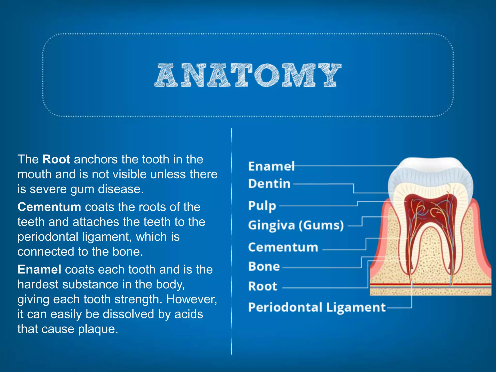 Baby teeth and adult teeth. what's the difference | PDF