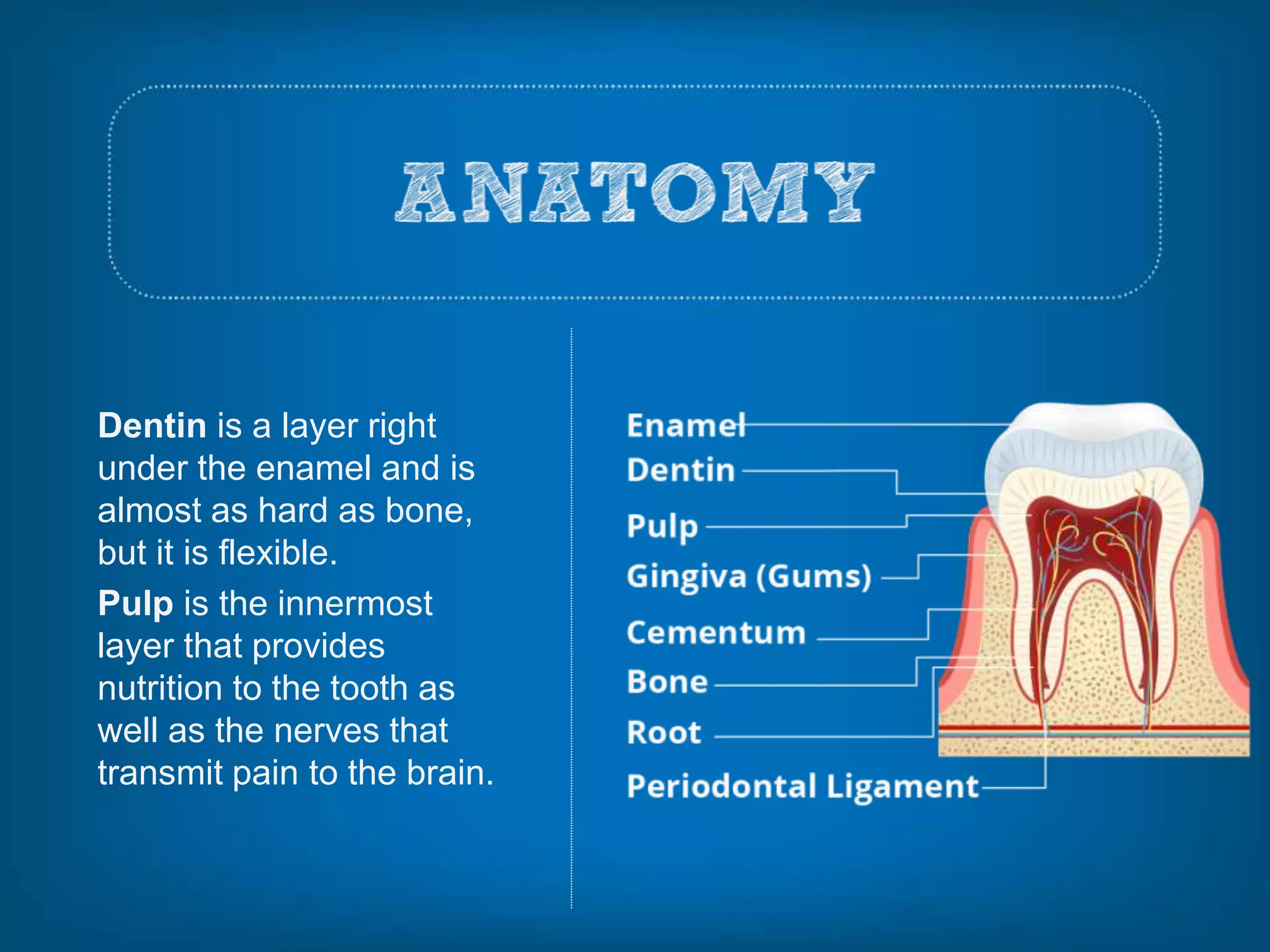 Baby teeth and adult teeth. what's the difference | PDF