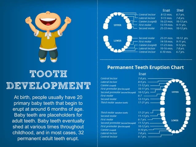 Baby teeth and adult teeth. what's the difference | PDF | Dental Health ...