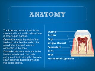Baby teeth and adult teeth. what's the difference | PDF