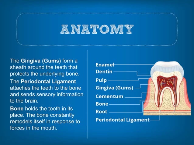 Baby teeth and adult teeth. what's the difference | PDF | Dental Health ...