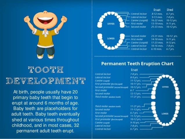 Baby teeth and adult teeth. what's the difference