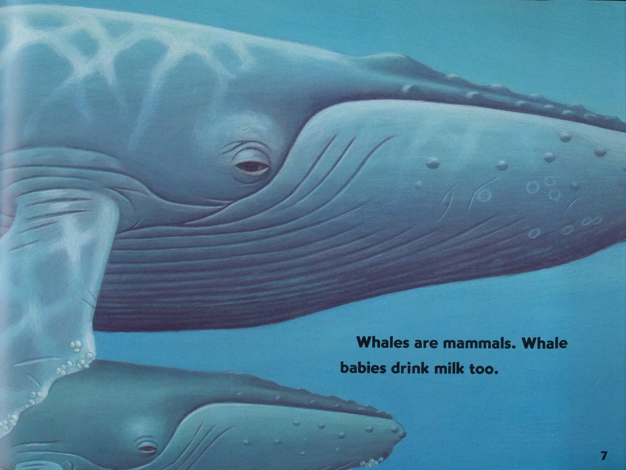 Baby whales drink milk | PPT