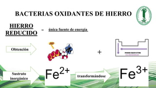 Bacterias Oxidativas de Hierro y Azufre | PPTX