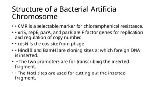 Bacterial Artificial Chromosome (BAC).pptx