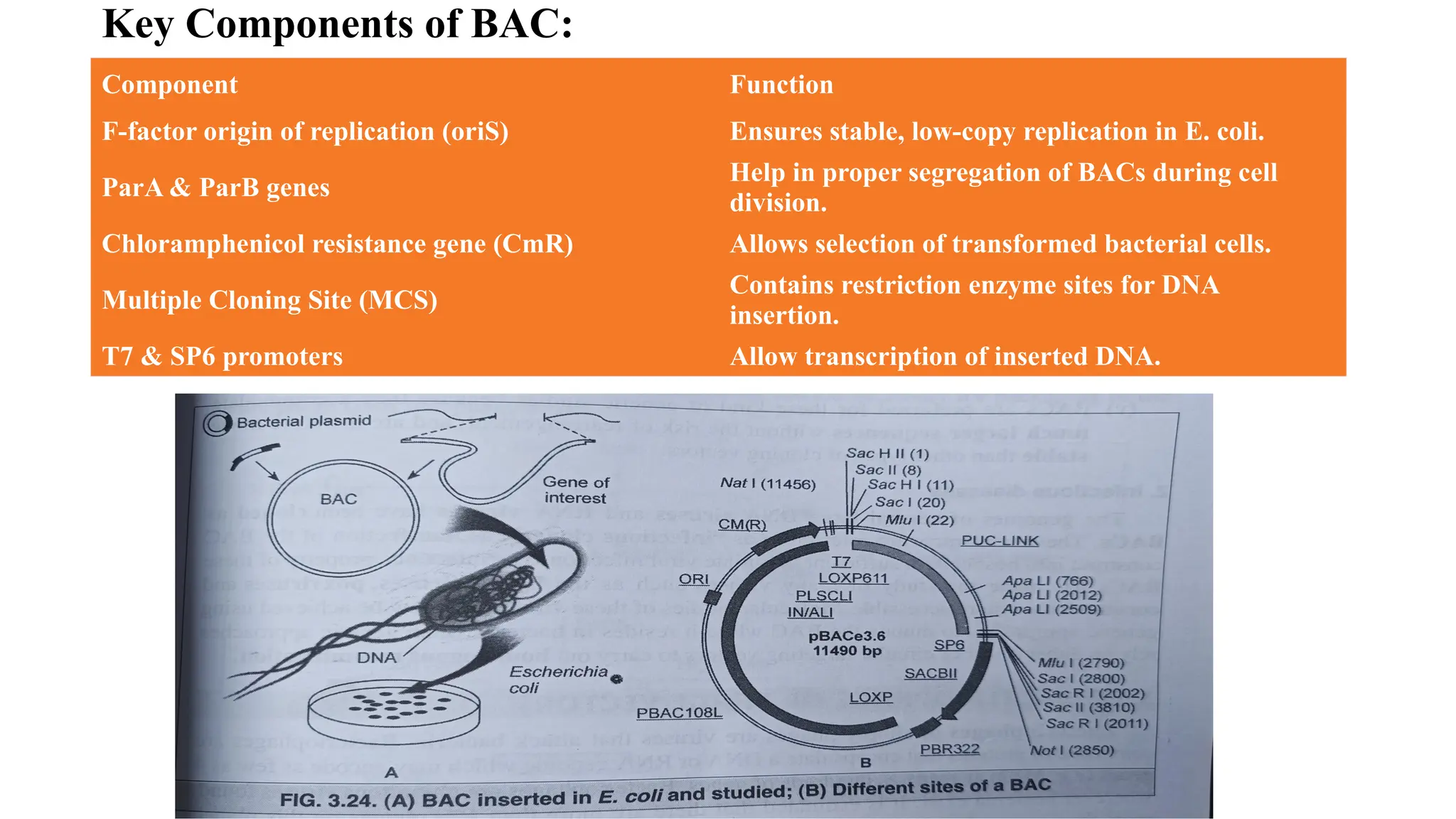 Bacterial Artificial Chromosome BAC.pptx