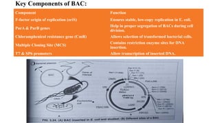 Bacterial Artificial Chromosome BAC.pptx