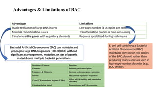 Bacterial Artificial Chromosome BAC.pptx