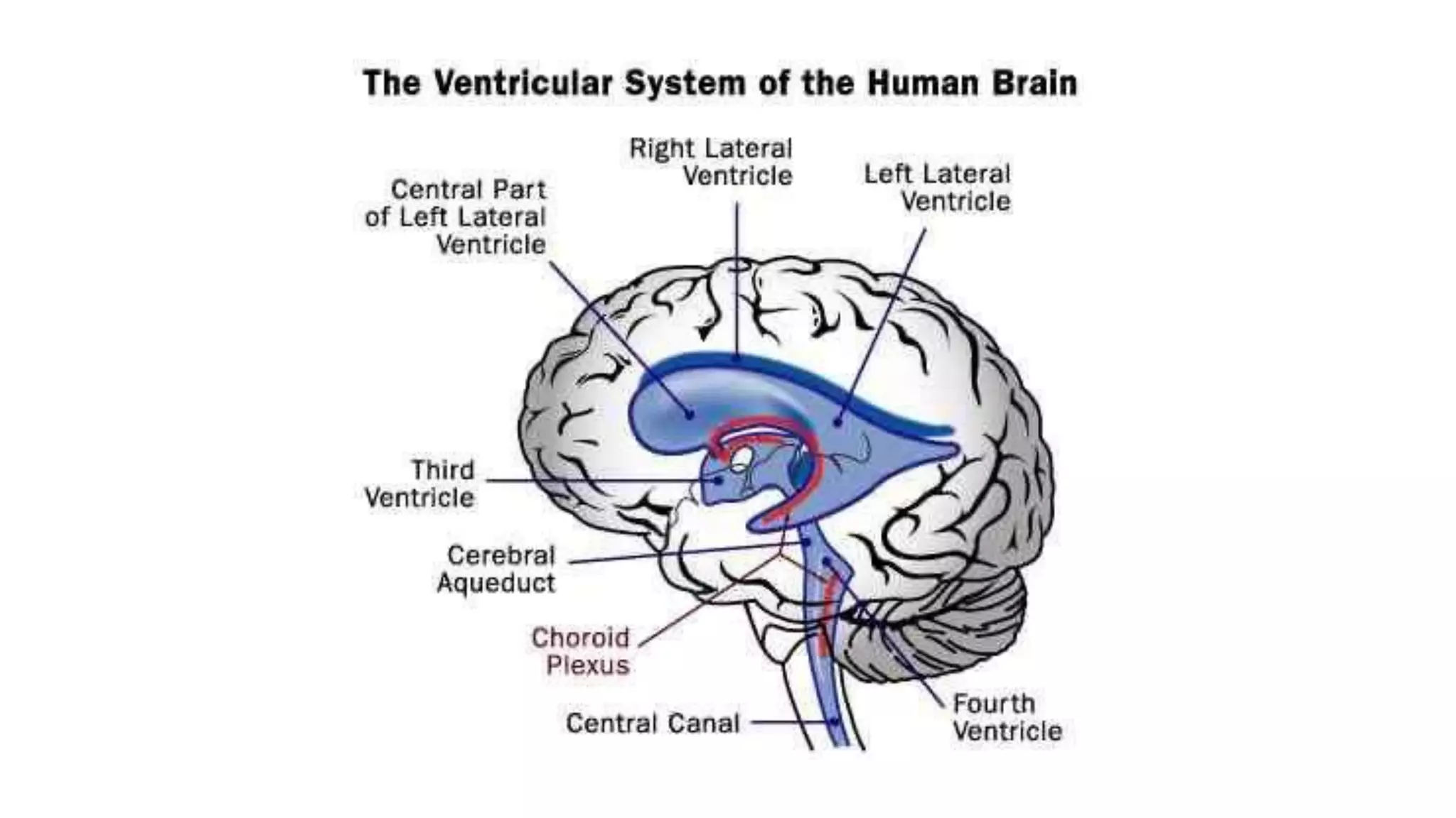 Baca CT Scan - NR (1).pptx