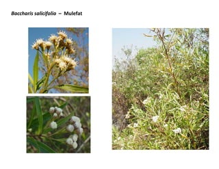 Baccharis salicifolia web show | PDF