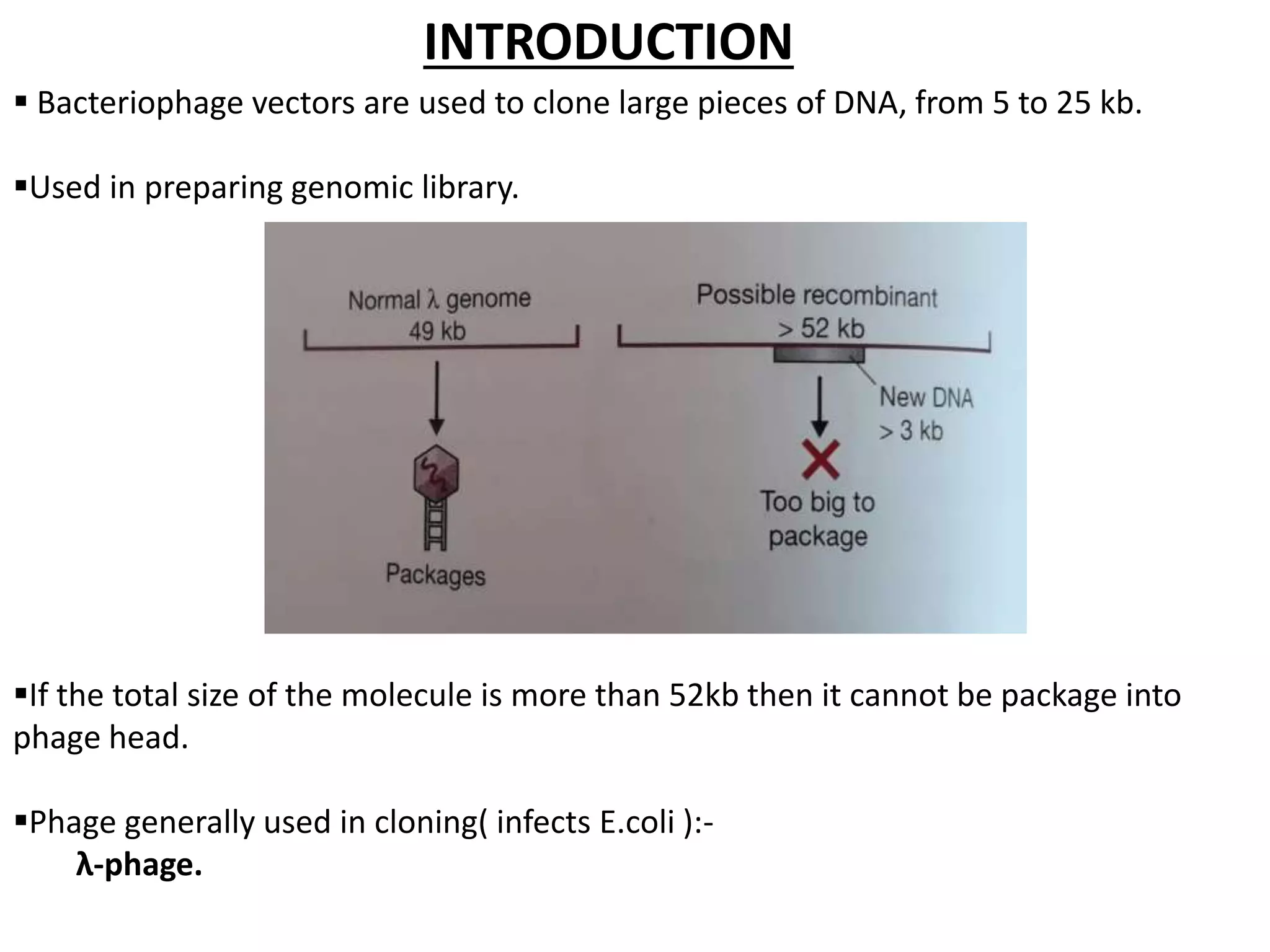 Bacteriophage vector in Recombinant DNA Technology | PPTX