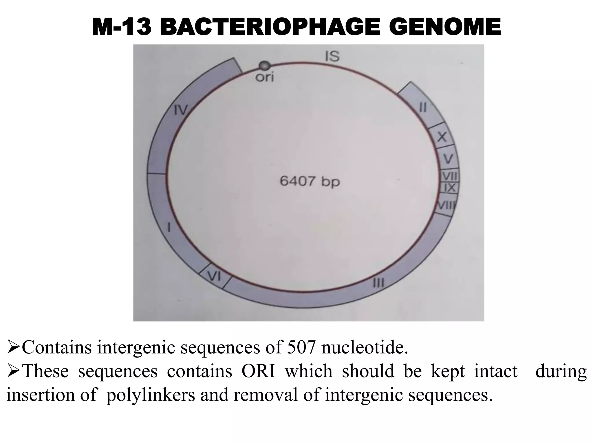 Bacteriophage vector in Recombinant DNA Technology | PPTX