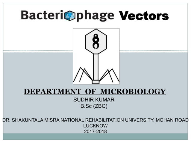 Bacteriophage vector in Recombinant DNA Technology | PPT