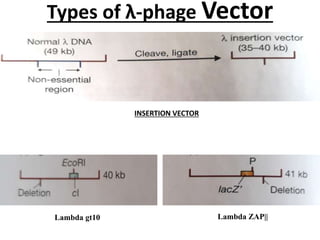 Bacteriophage vector in Recombinant DNA Technology | PPTX