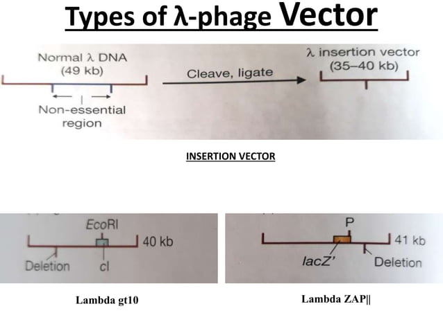 Bacteriophage vector in Recombinant DNA Technology | PPT