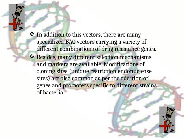 bacterial_artificial_chromosome_yup.pptx