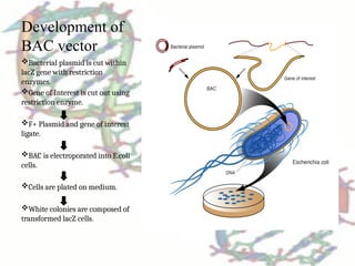 bacterial_artificial_chromosome_yup.pptx