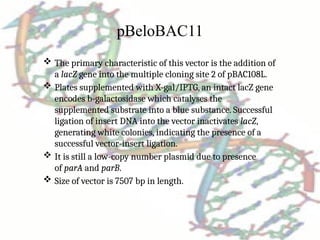 bacterial_artificial_chromosome_yup.pptx