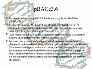 bacterial_artificial_chromosome_yup.pptx