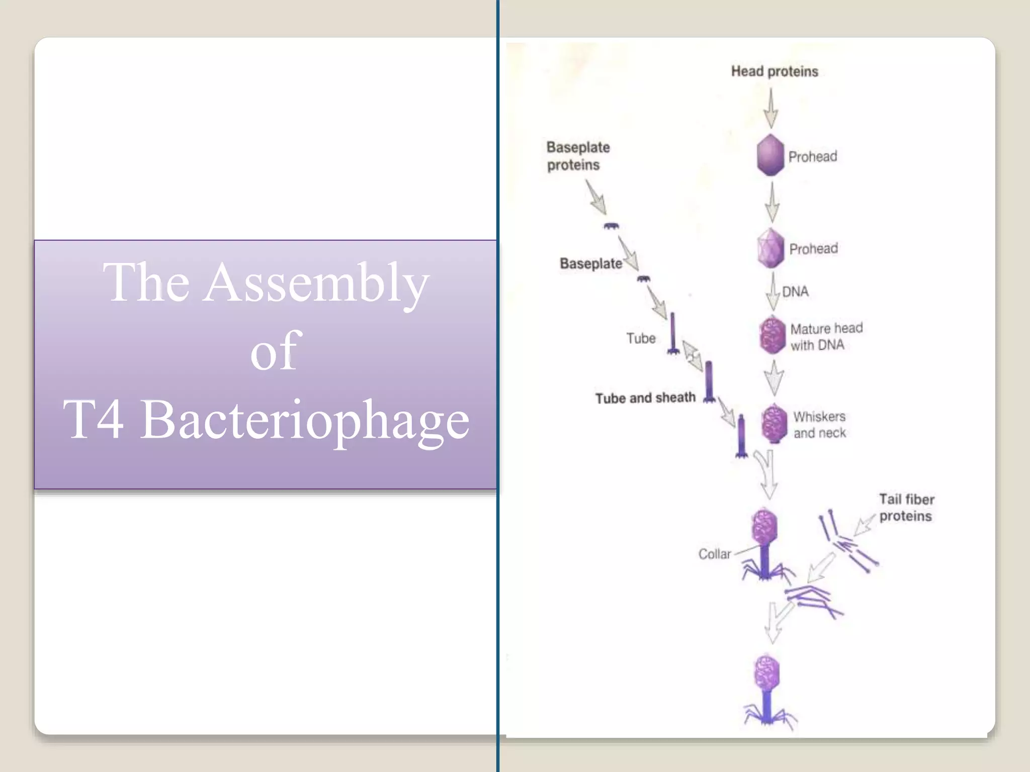 Bacteriophage Life Cycle | PPTX